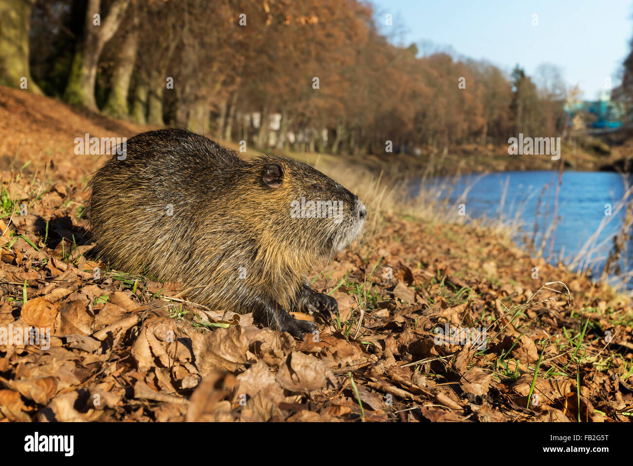 Wet Rat Stock Photos & Wet Rat Stock Images - Alamy