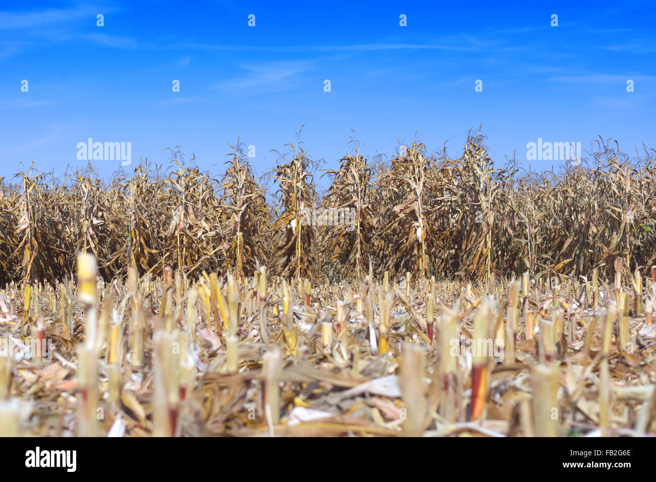 Harvest season field corn hi-res stock photography and images - Alamy