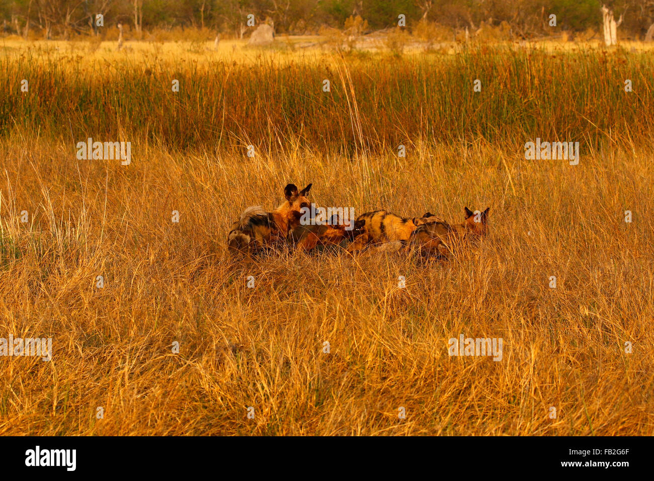 African wild dogs feeding hunting & playing, they are a highly social ...