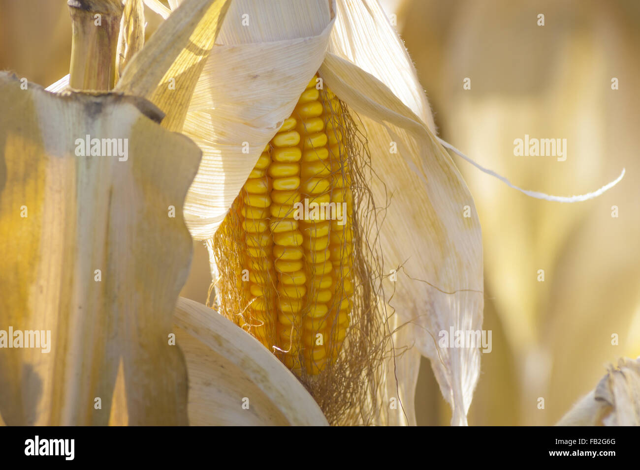 ripe corn before harvest Stock Photo - Alamy