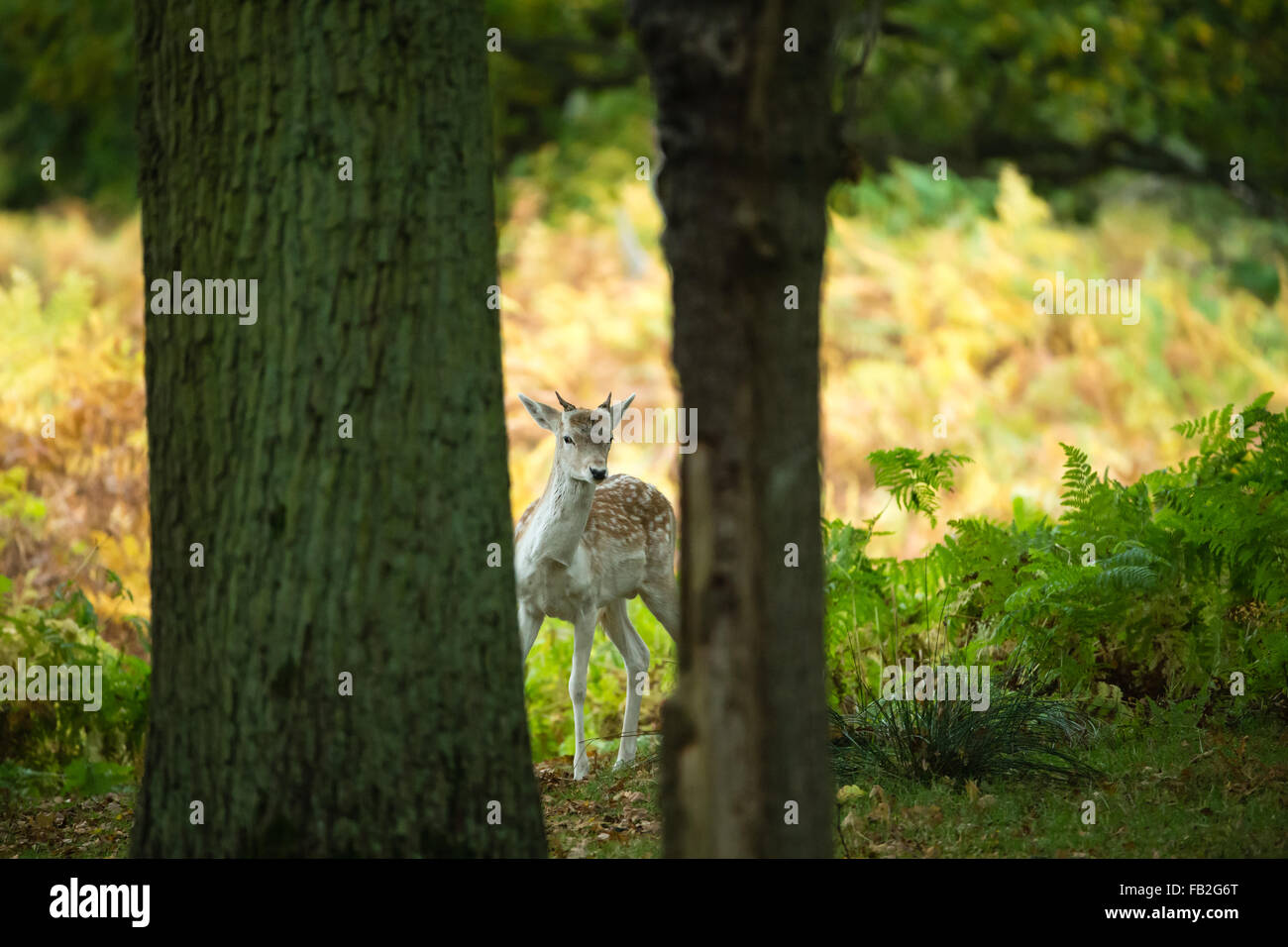 Young fallow deer standing between two tree trunks Stock Photo - Alamy