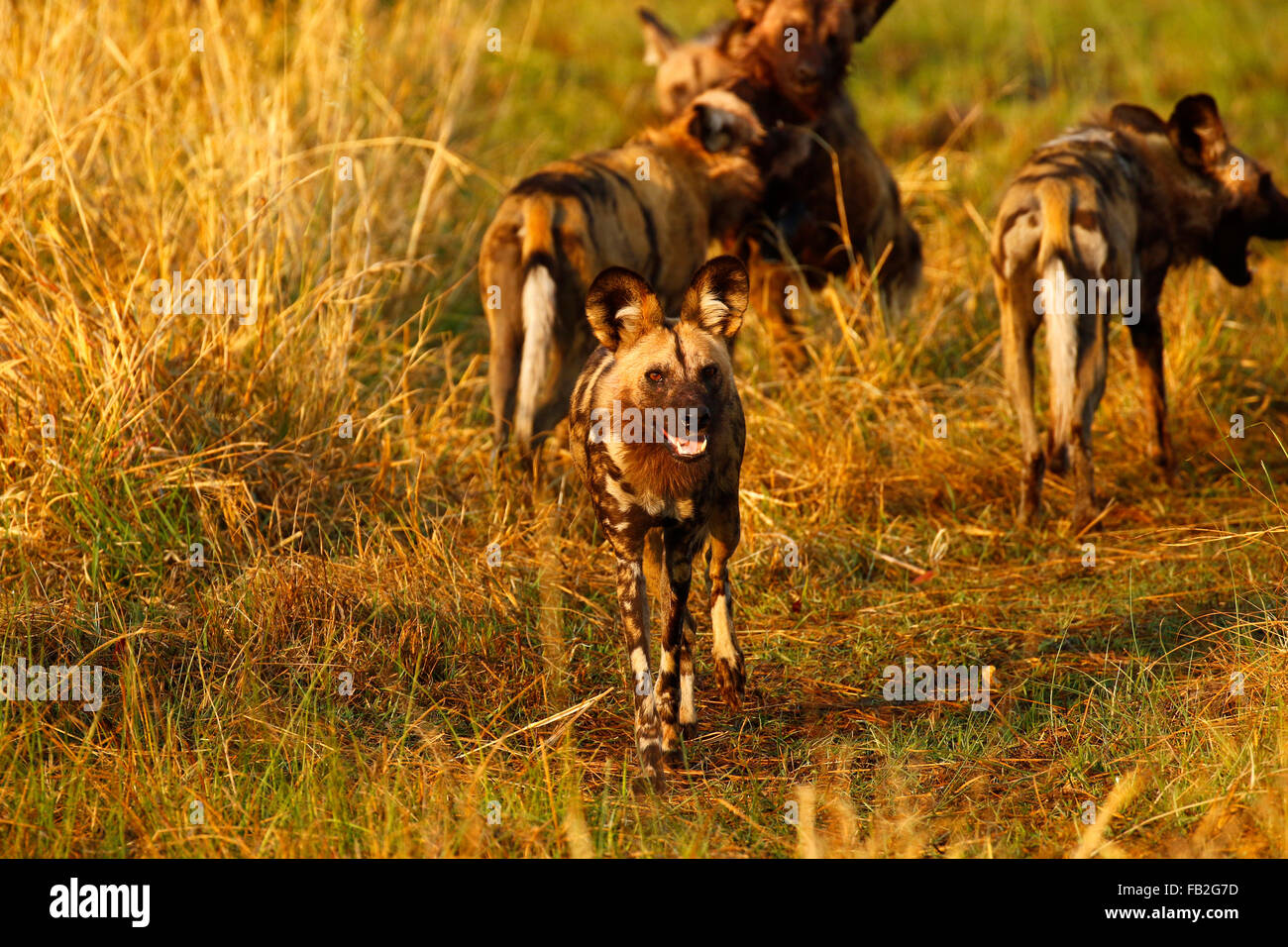 African wild dogs feeding hunting & playing, they are a highly social ...