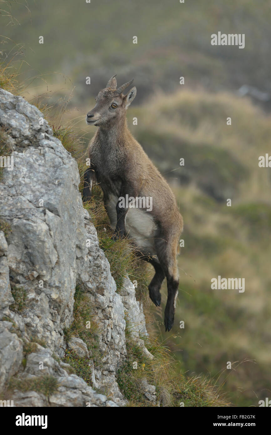 Alpine Ibex Climbing