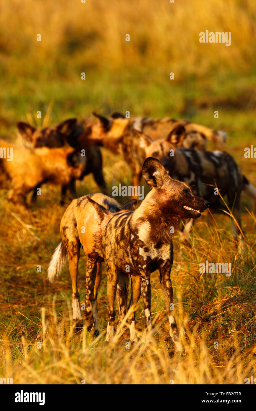 African wild dogs feeding hunting & playing, they are a highly social ...
