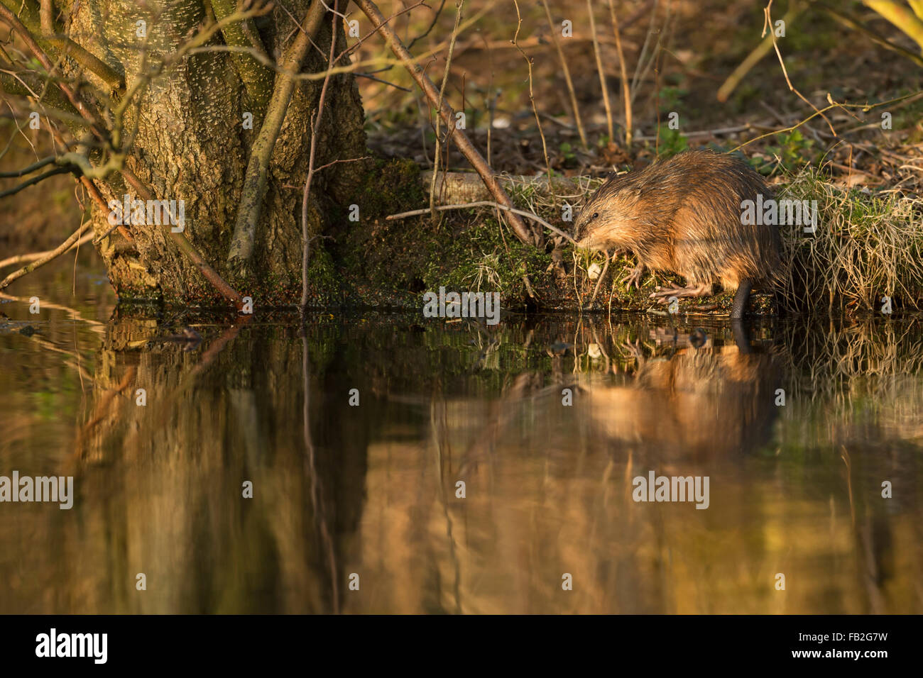 Muskrat habitat picture hi-res stock photography and images - Alamy
