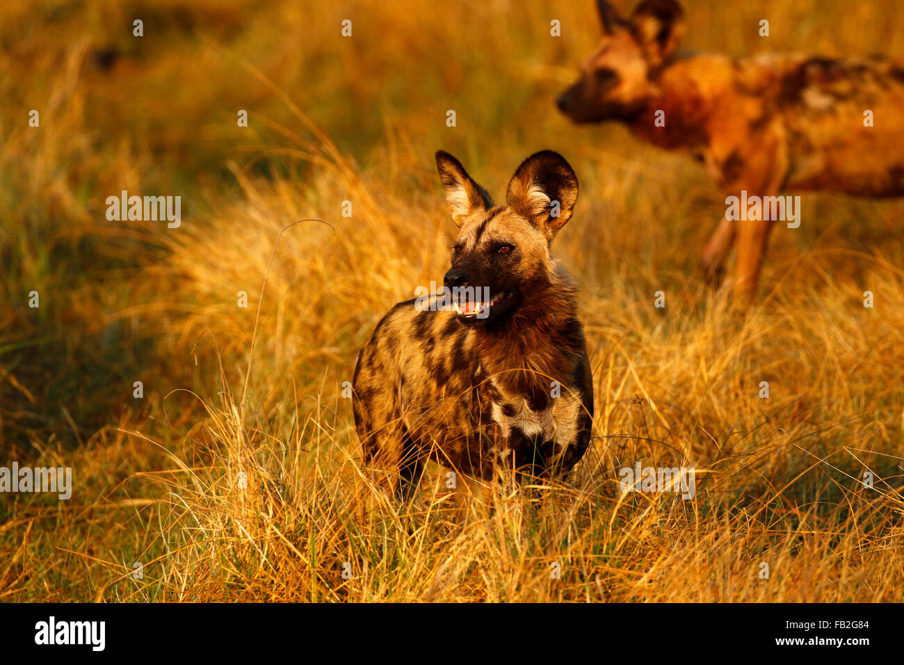 African wild dogs feeding hunting & playing, they are a highly social ...