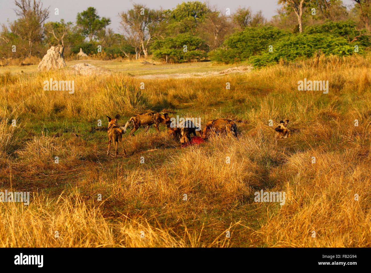 African wild dogs feeding hunting & playing, they are a highly social ...