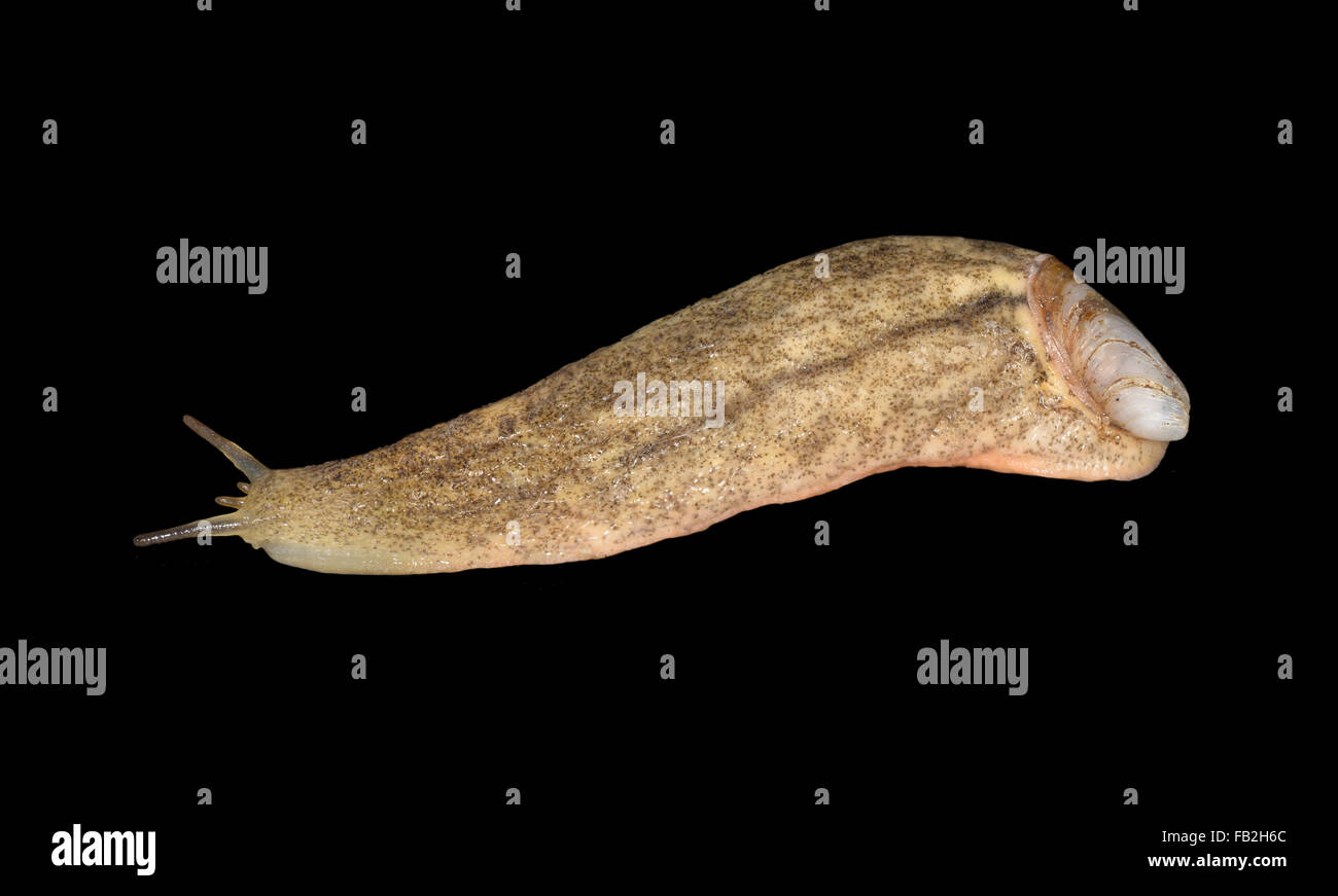 Atlantic Shelled Slug - Testacella maugei Stock Photo - Alamy