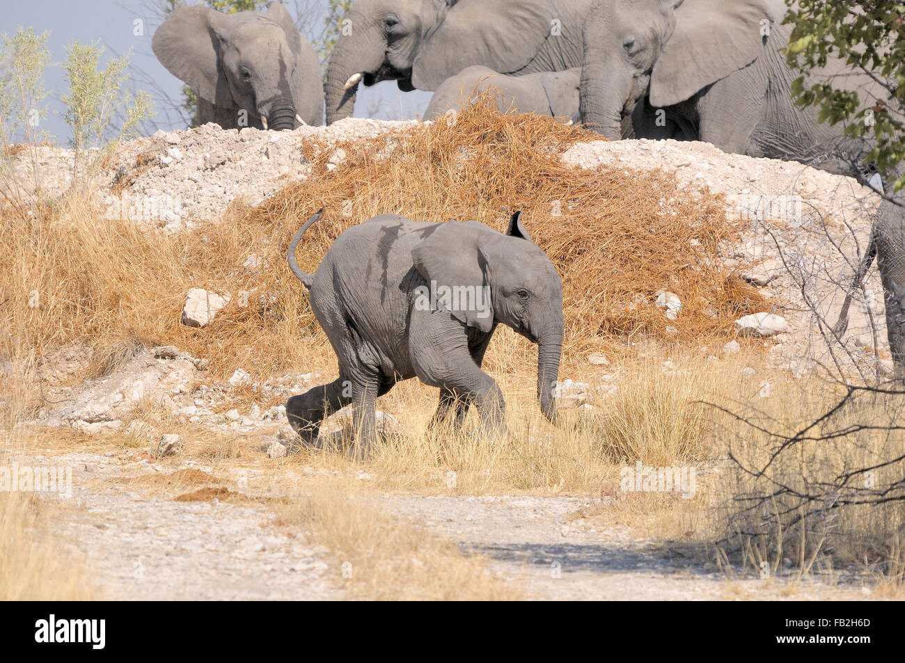 Elephant calf running in the Etosha National Park, Namibia Stock Photo ...