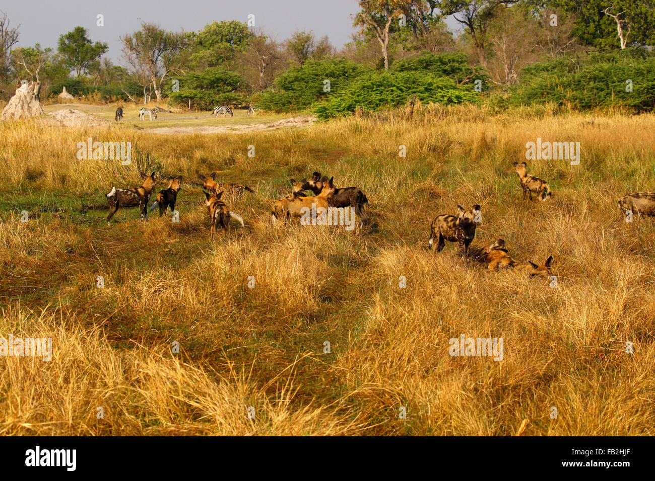 Has the largest range of any member of the genus hi-res stock ...