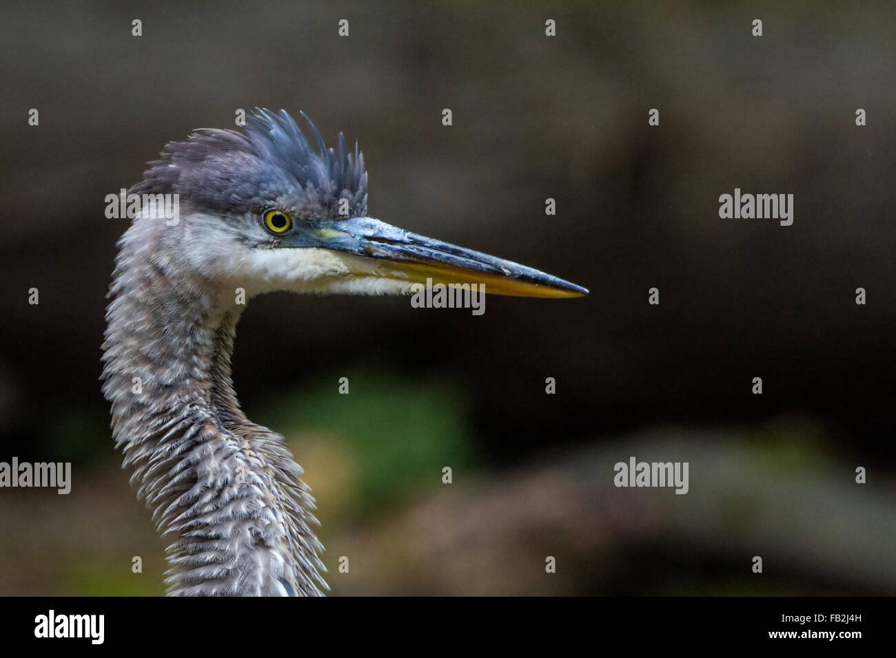 Great Blue Heron with ruffled feathers Stock Photo - Alamy