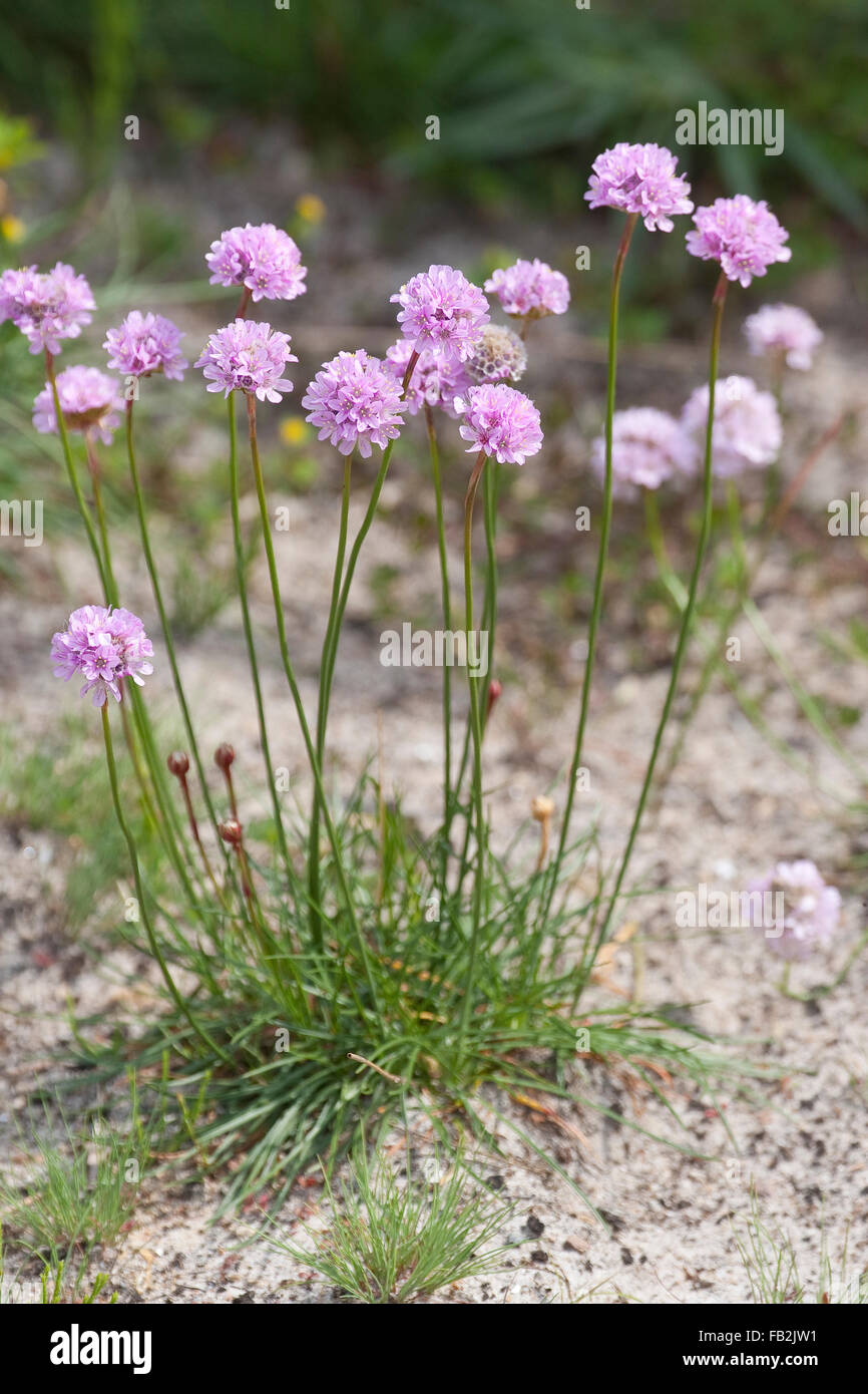 Common Thrift, sea thrift, sea pink, Strand-Grasnelke, Strandgrasnelke ...