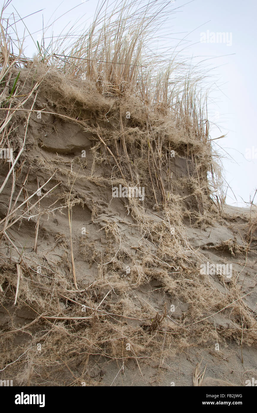 Marram Grass High Resolution Stock Photography and Images - Alamy