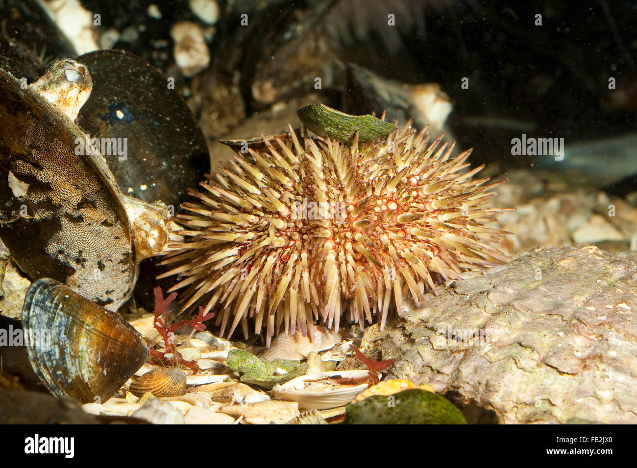 Shore sea urchin, purple-tipped sea urchin, Kleiner Strandigel ...