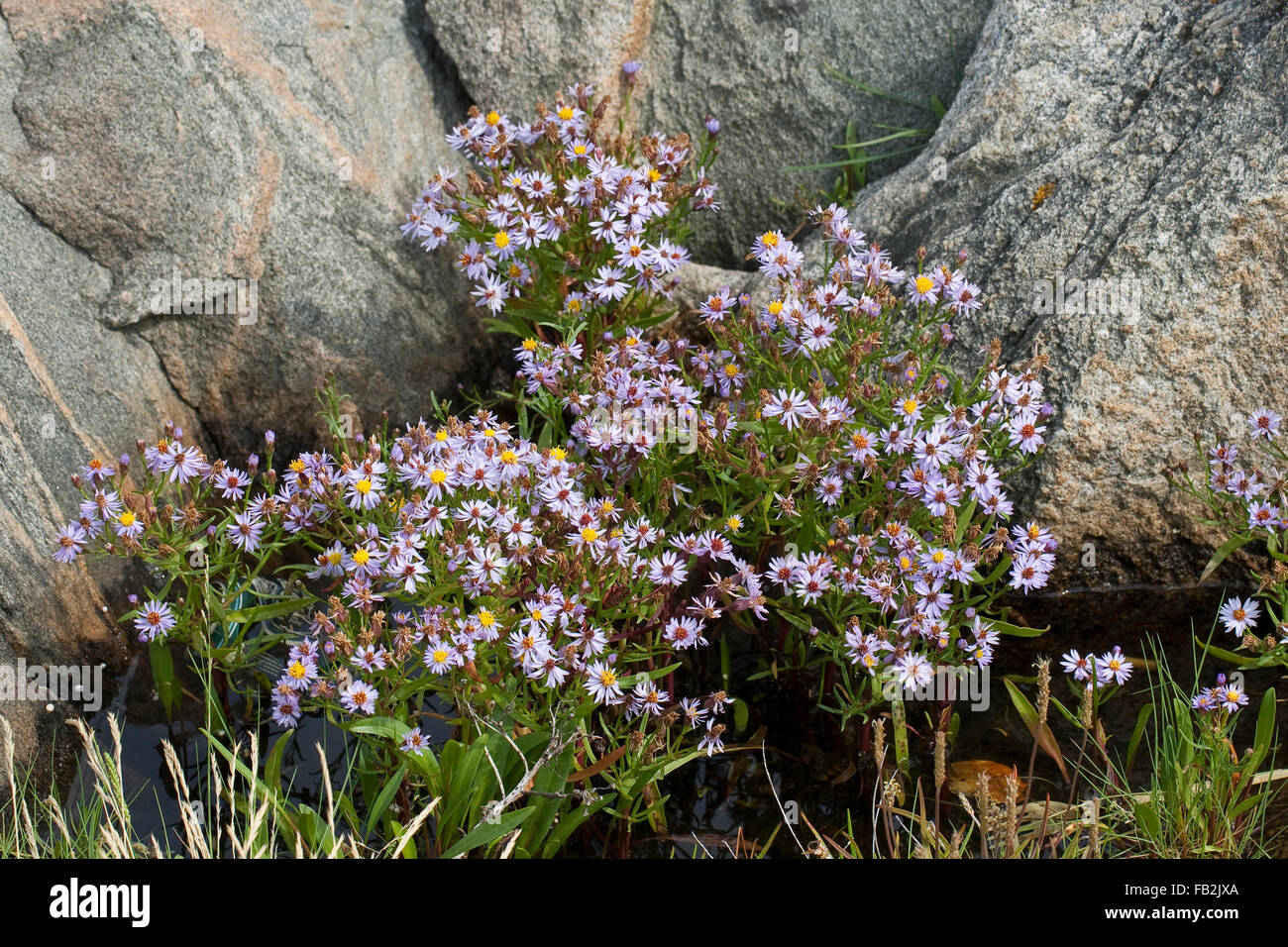 Salzaster hi-res stock photography and images - Alamy