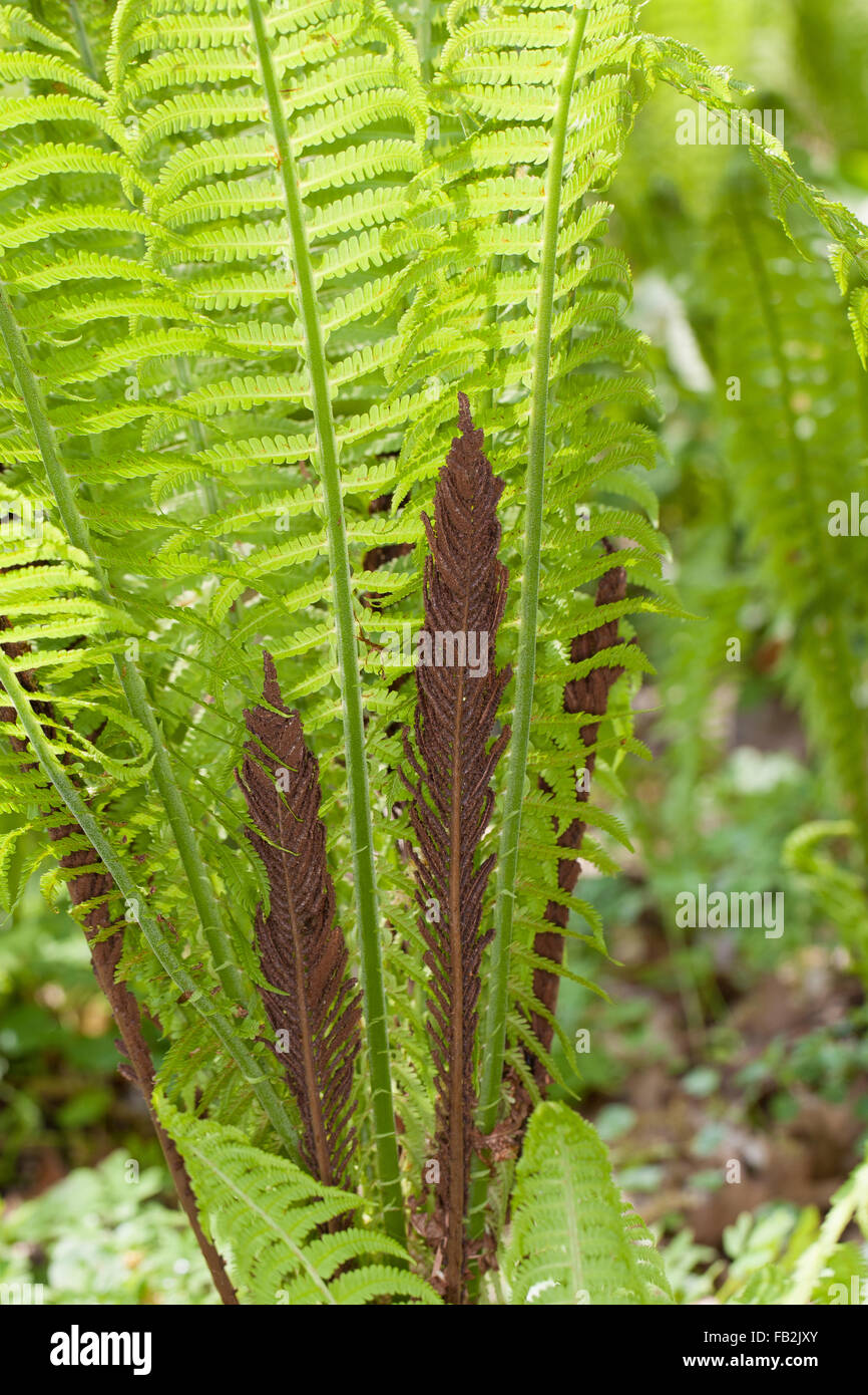 Autruche hi-res stock photography and images - Alamy