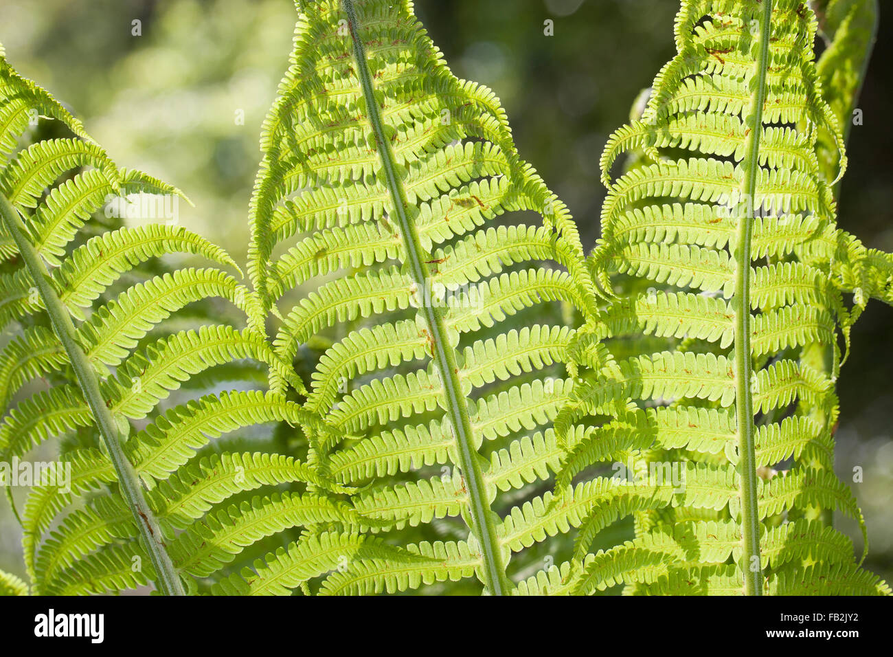 Ostrich fern, shuttlecock fern, Europäischer Straußenfarn, Straußfarn ...