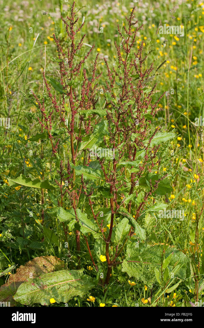 Broad-leaved Dock, broadleaf dock, Bitter Dock, Dock Leaf, Butter Dock ...