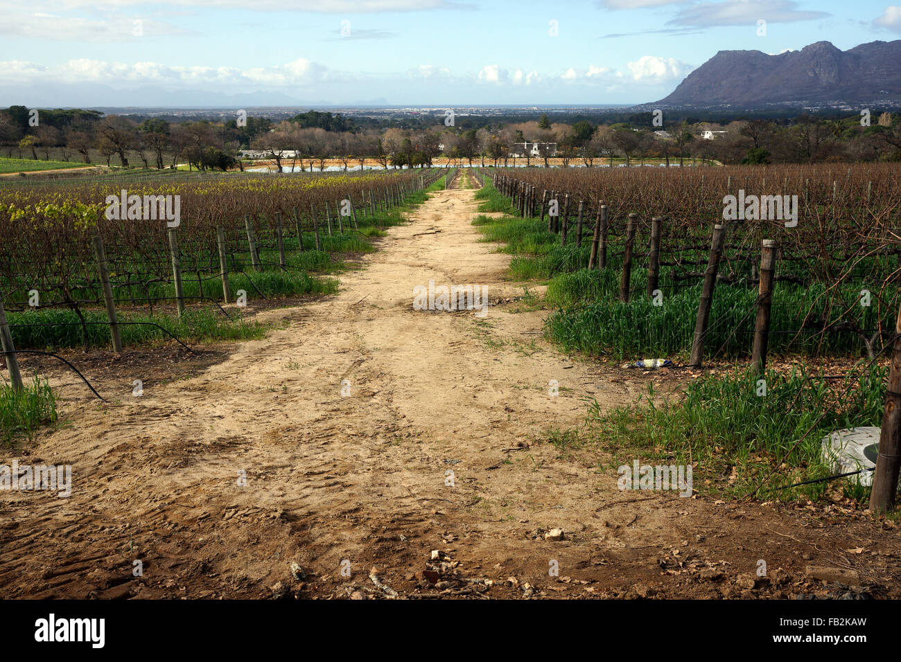 The vineyards at Groot Constantia wine estate in Constantia, Cape Town ...