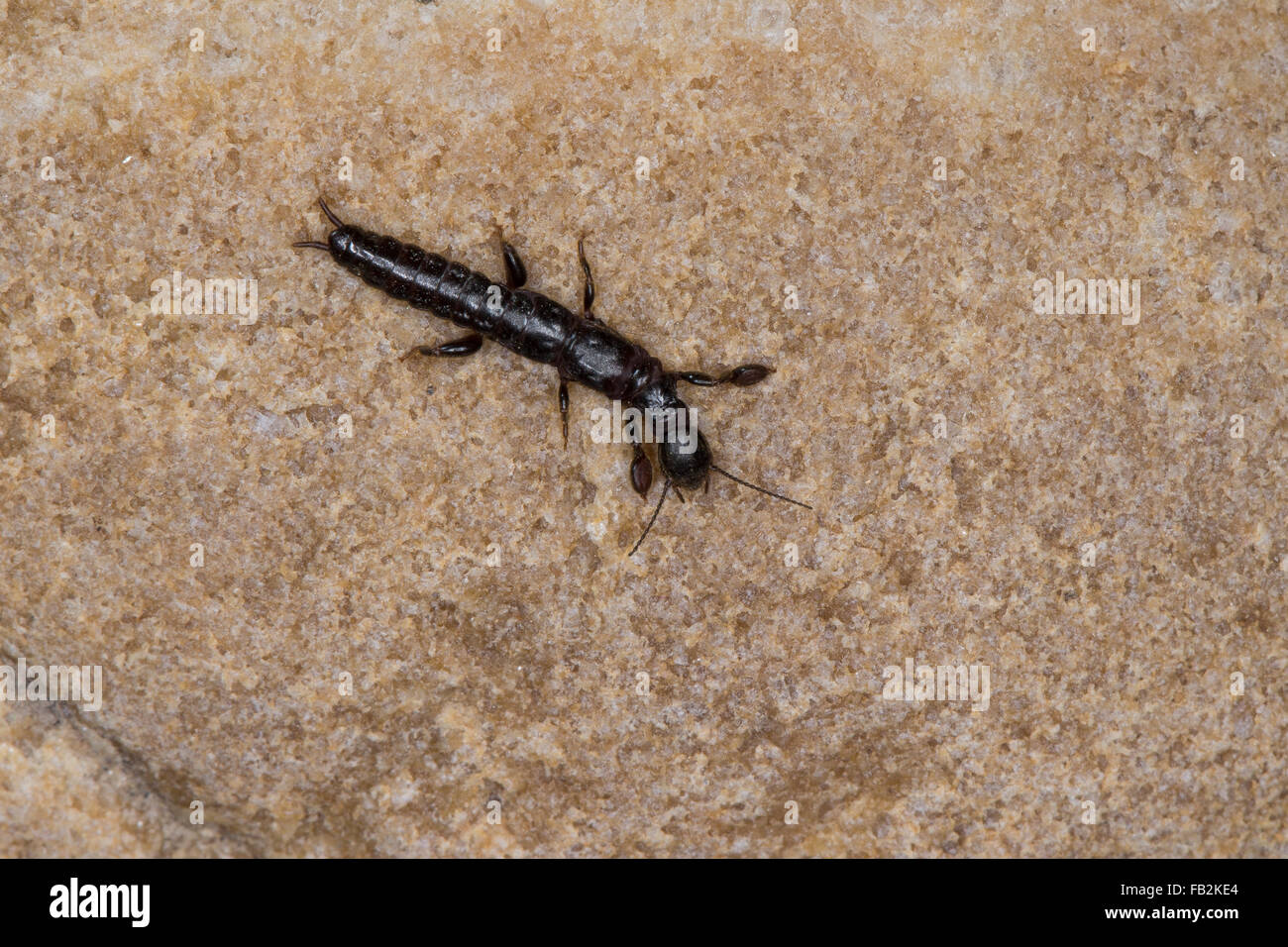 Webspinner, Tarsenspinner, Embiid, Fersenspinner, Embien, Fussspinner ...