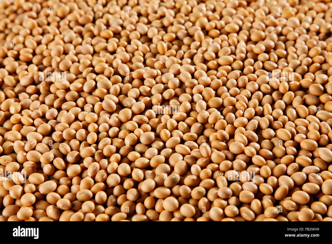 stock images of the soya bean Stock Photo - Alamy