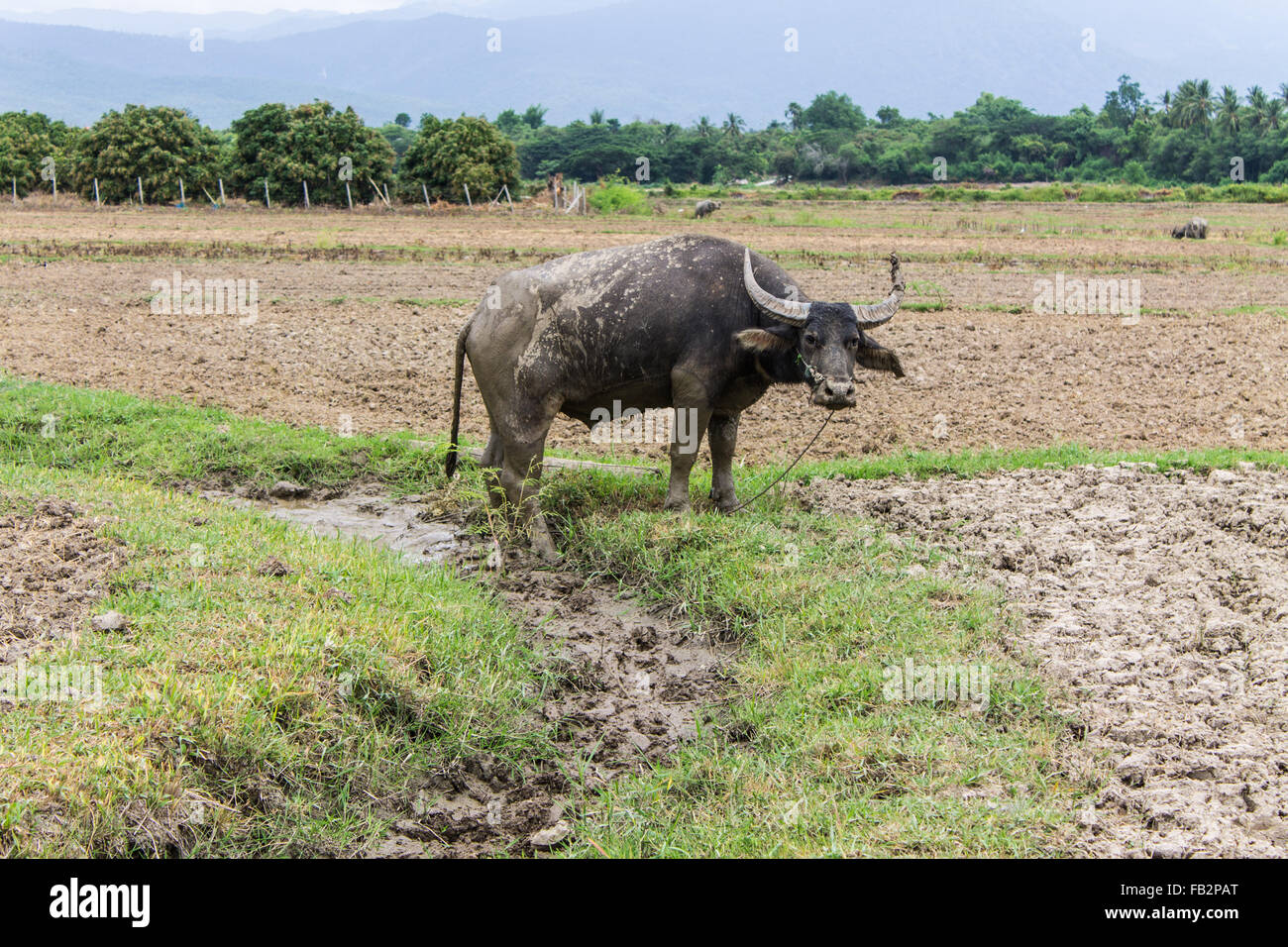 Buffalo in field Stock Photo - Alamy