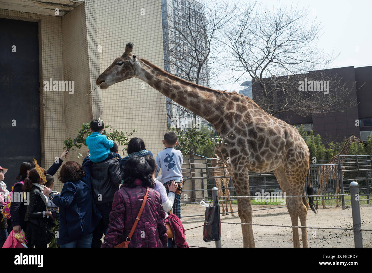 Feeding Giraffe at Chongqing zoo,China Stock Photo - Alamy