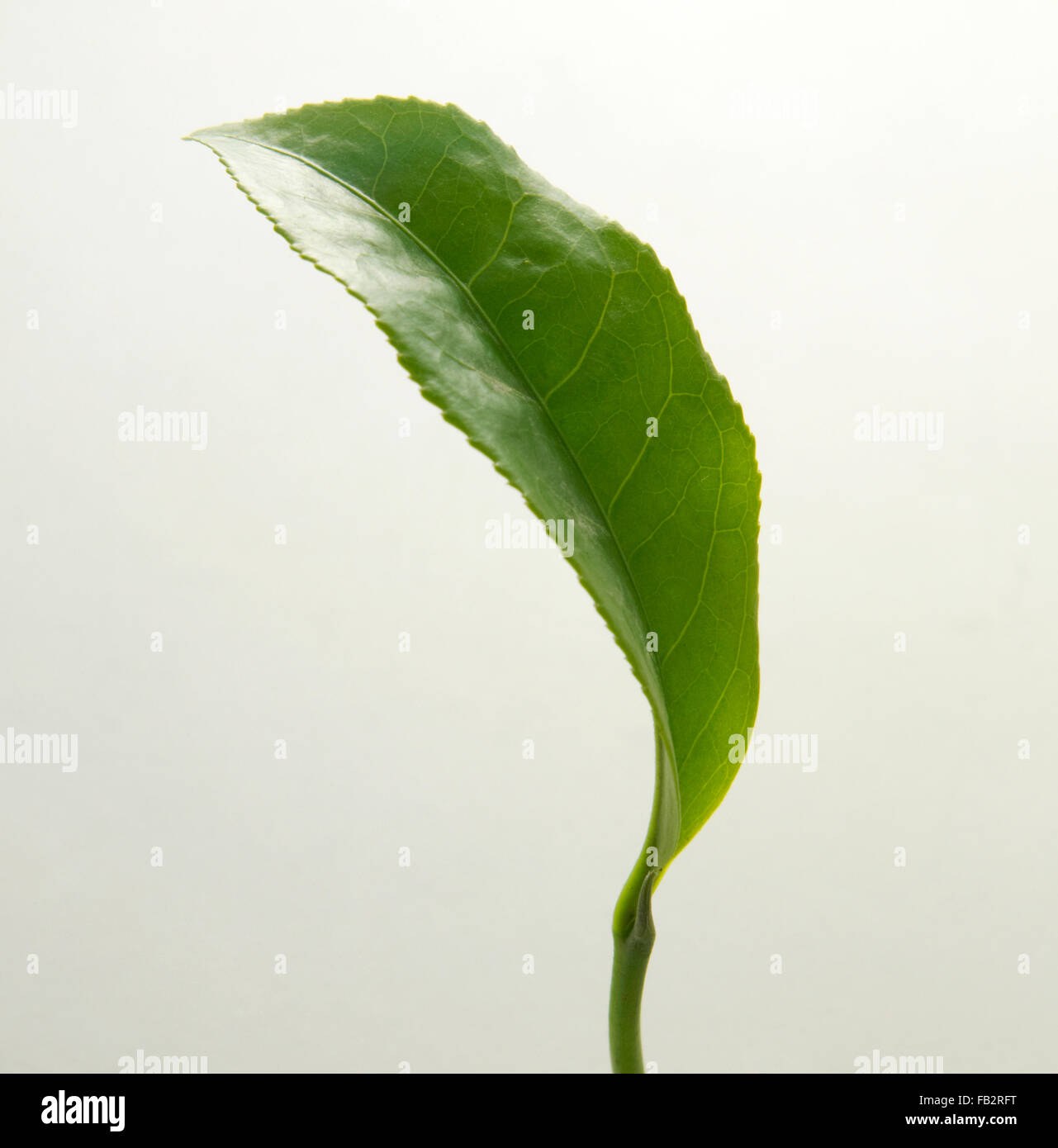 close up of the green tea leaf Stock Photo - Alamy