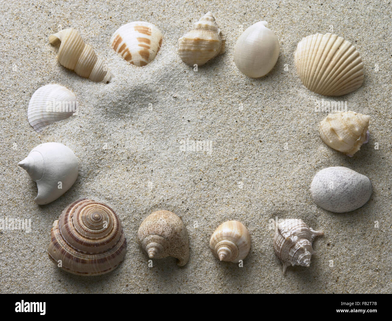 sea shel arrange in rectangular shape Stock Photo - Alamy