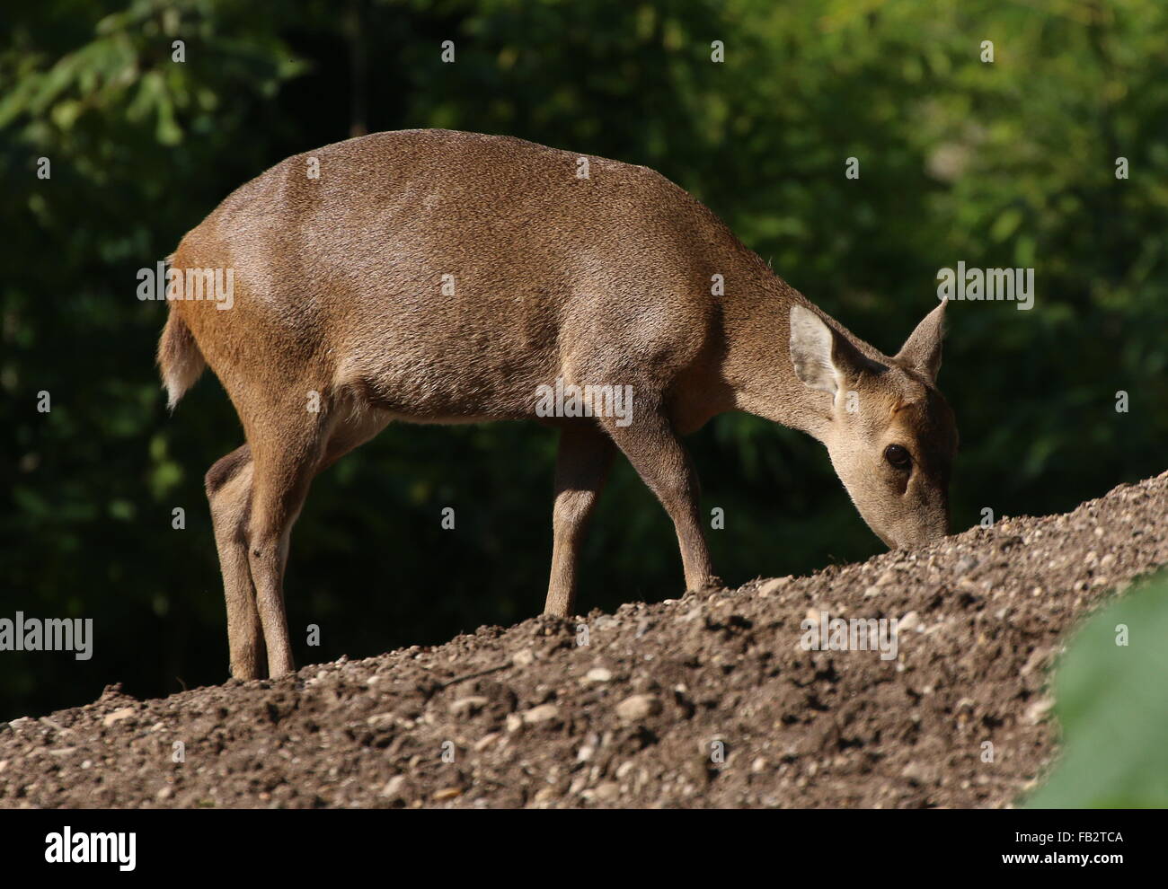 Axis deer pakistan hi-res stock photography and images - Alamy