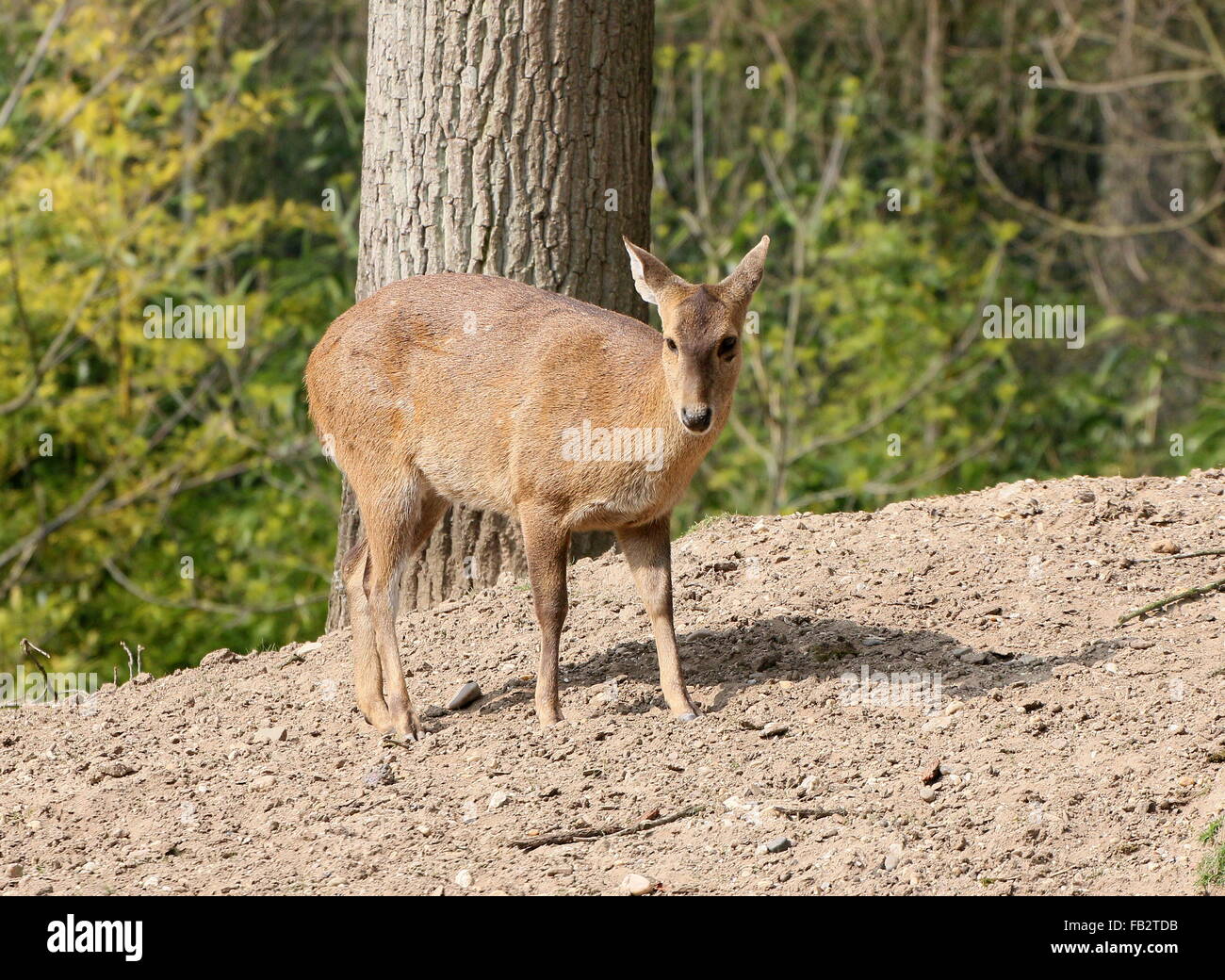 Female Indian hog deer (Axis Porcinus, Hyelaphus porcinus), native from ...