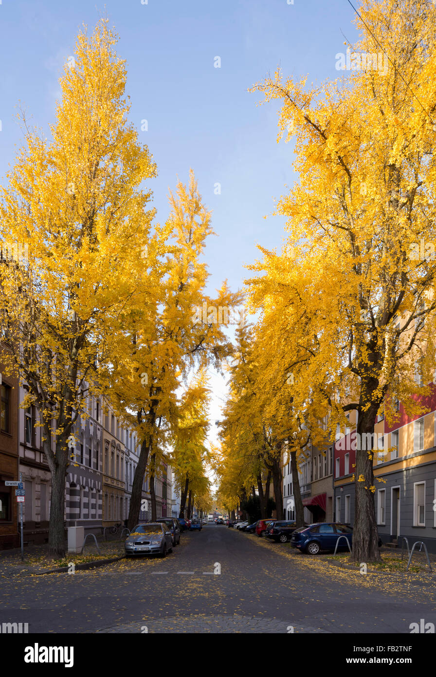 Prinz Ferdinand Strasse Krefeld
