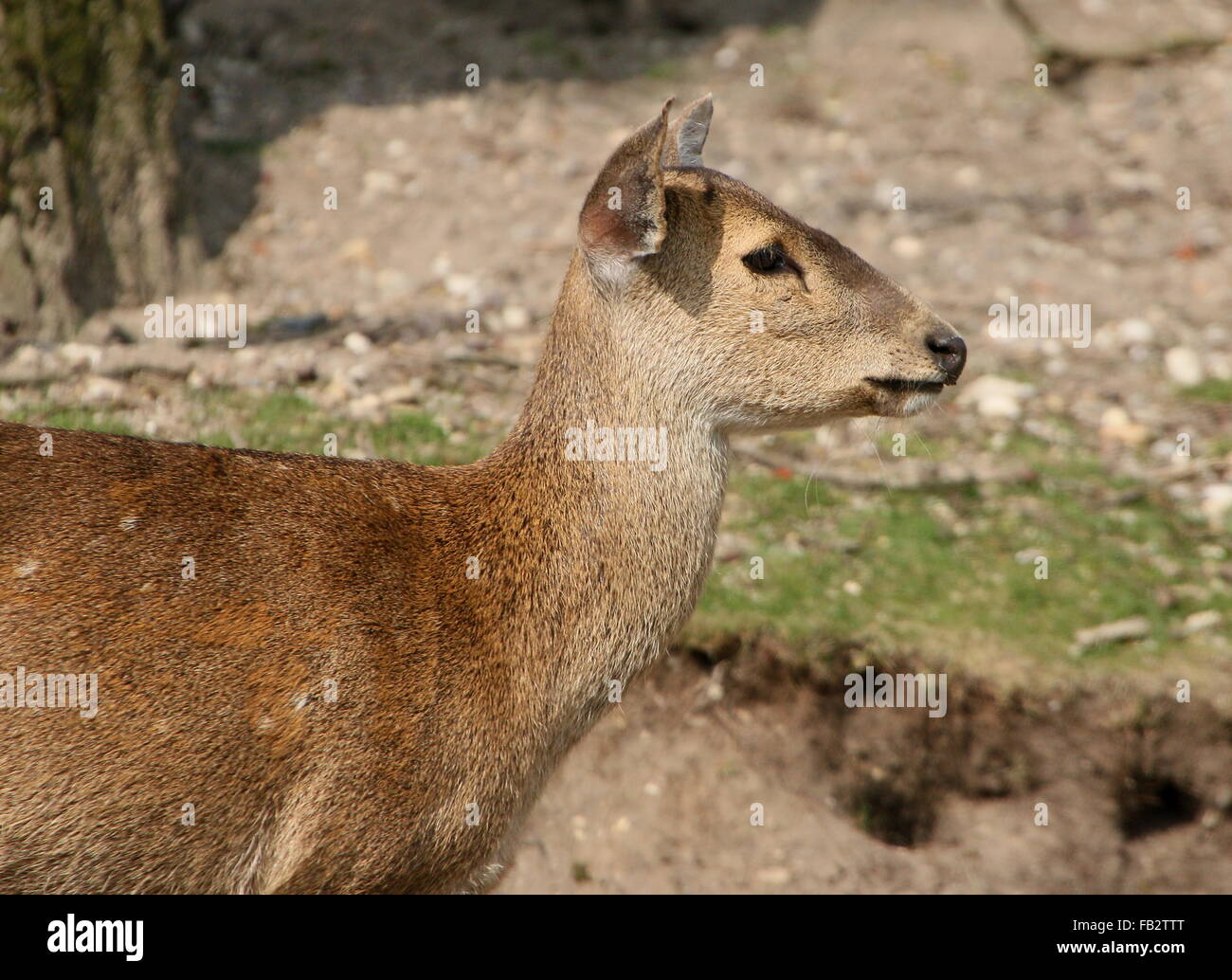 Female Indian hog deer (Axis Porcinus, Hyelaphus porcinus), native from ...