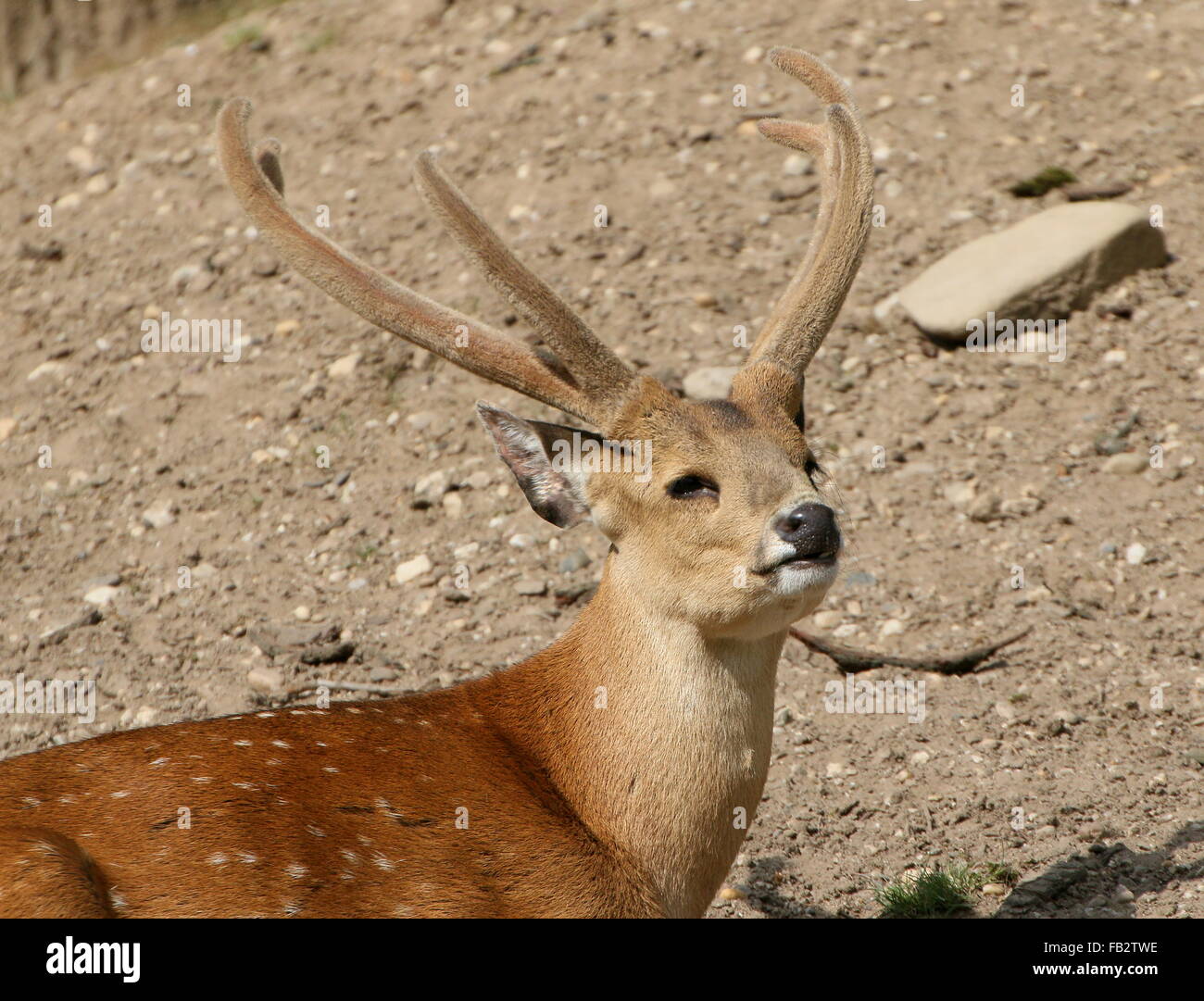 Male Indian hog deer (Axis Porcinus, Hyelaphus porcinus), closeup of ...