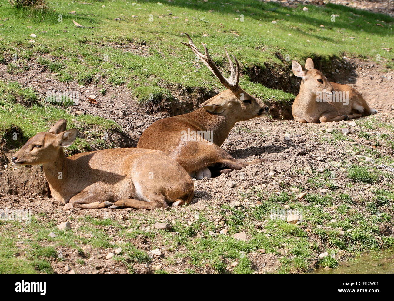 Male Indian hog deer (Axis Porcinus, Hyelaphus porcinus) resting ...