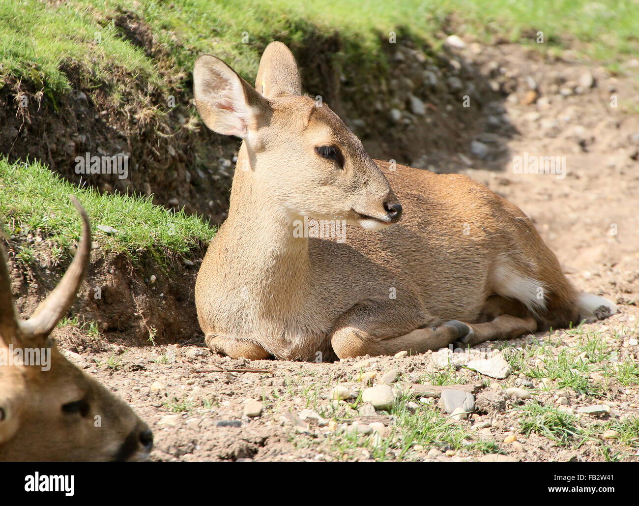Male and female hog deer hi-res stock photography and images - Alamy