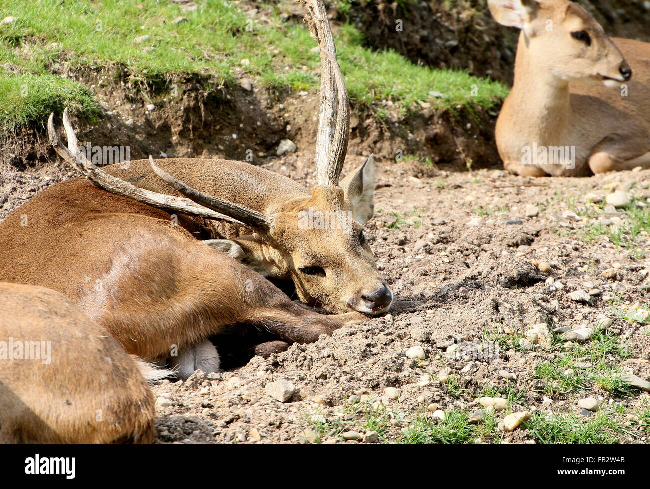 Male Indian hog deer (Axis Porcinus, Hyelaphus porcinus), native from ...