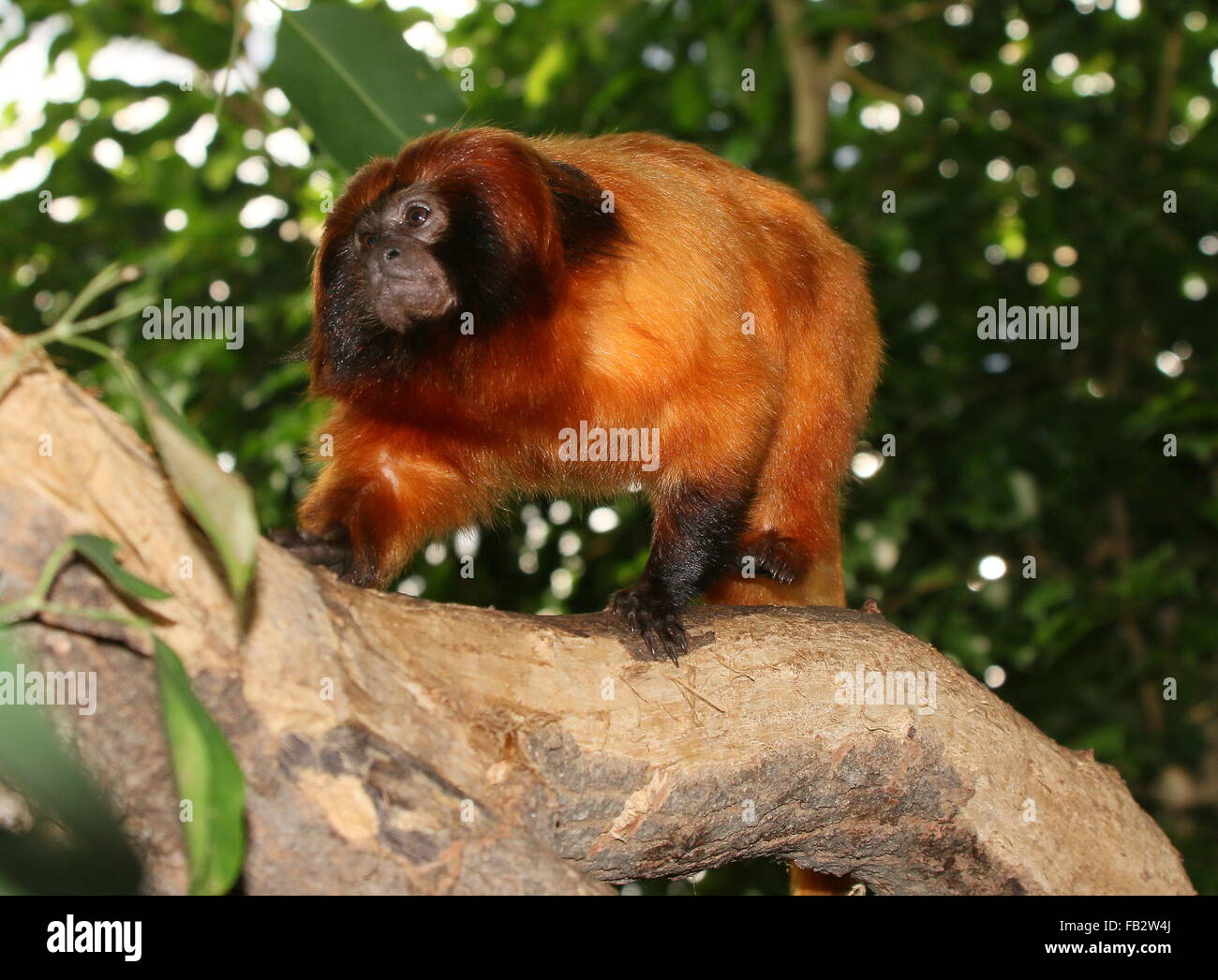Mico leao dourado hi-res stock photography and images - Alamy