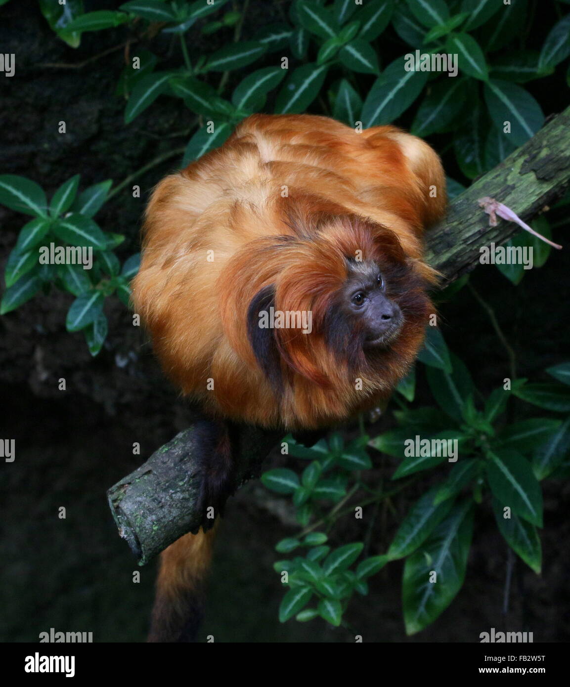 Mico leao dourado hi-res stock photography and images - Alamy