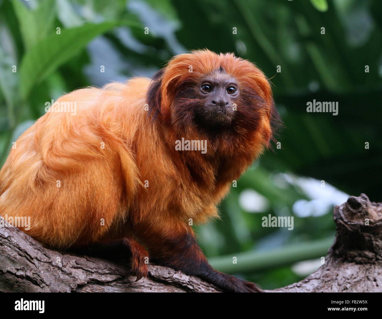 Golden Marmoset