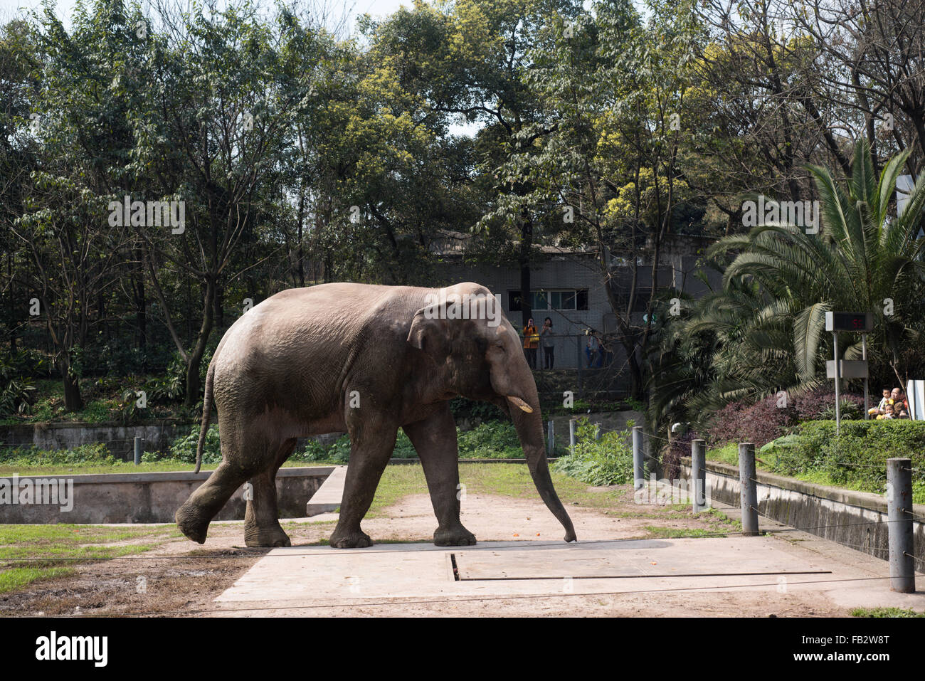 Side profile of elephant walking hi-res stock photography and images ...