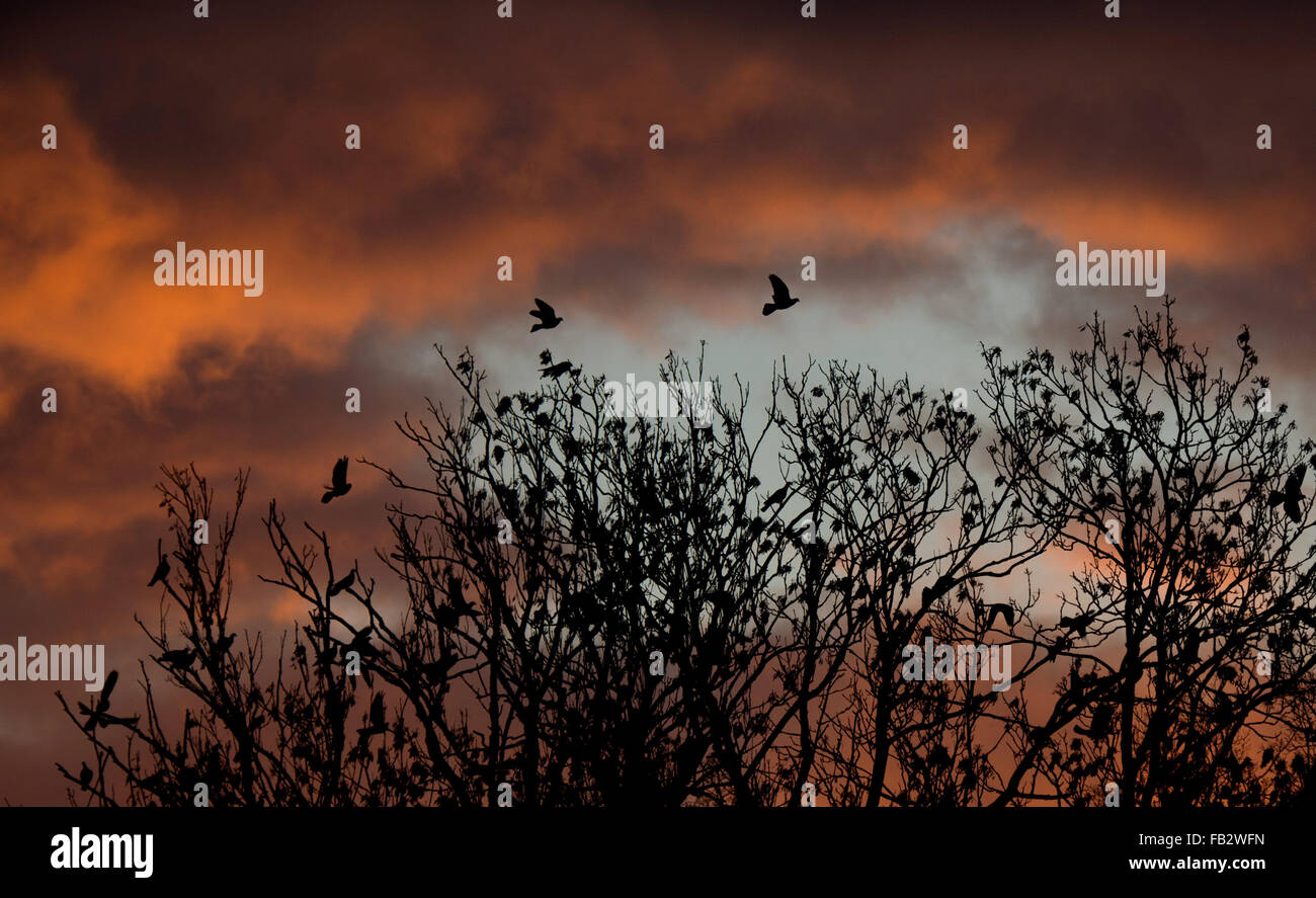 Sehnde, Germany. 8th Jan, 2016. The rising sun casts a colourful play ...