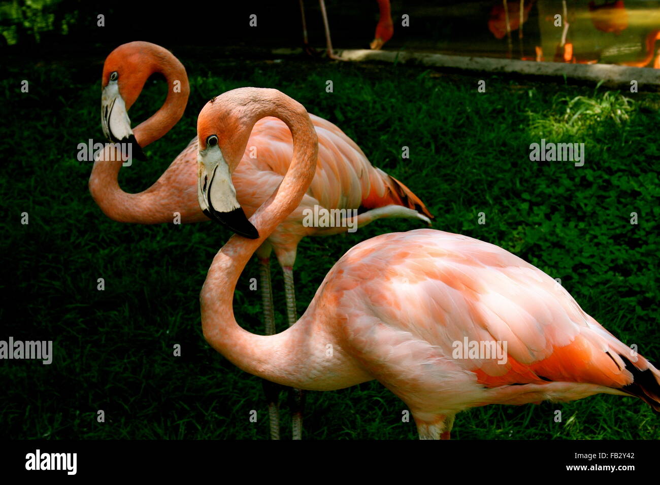 Cleveland zoo hi-res stock photography and images - Alamy