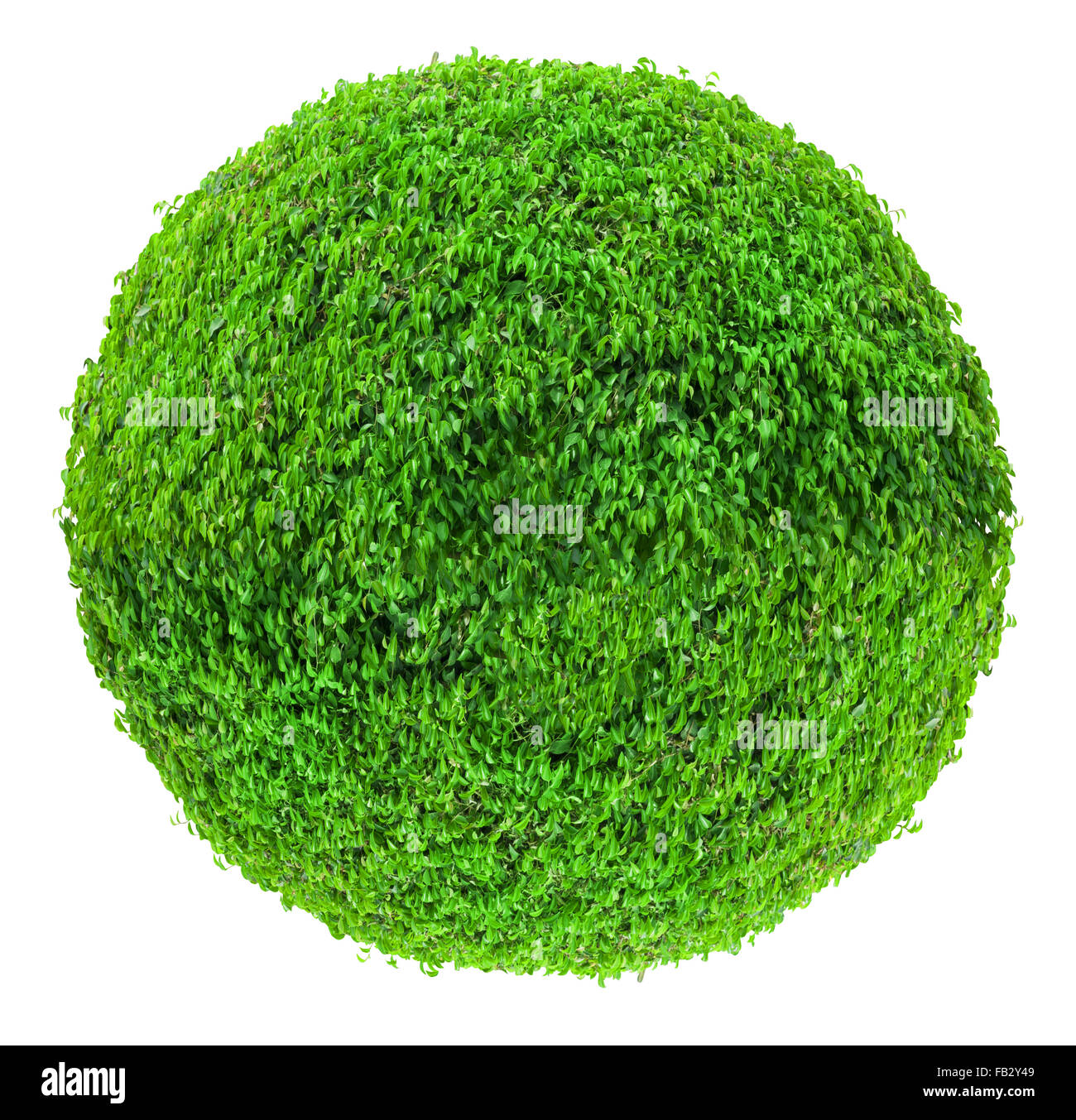 Large ball shaped bush isolated on white background Stock Photo - Alamy