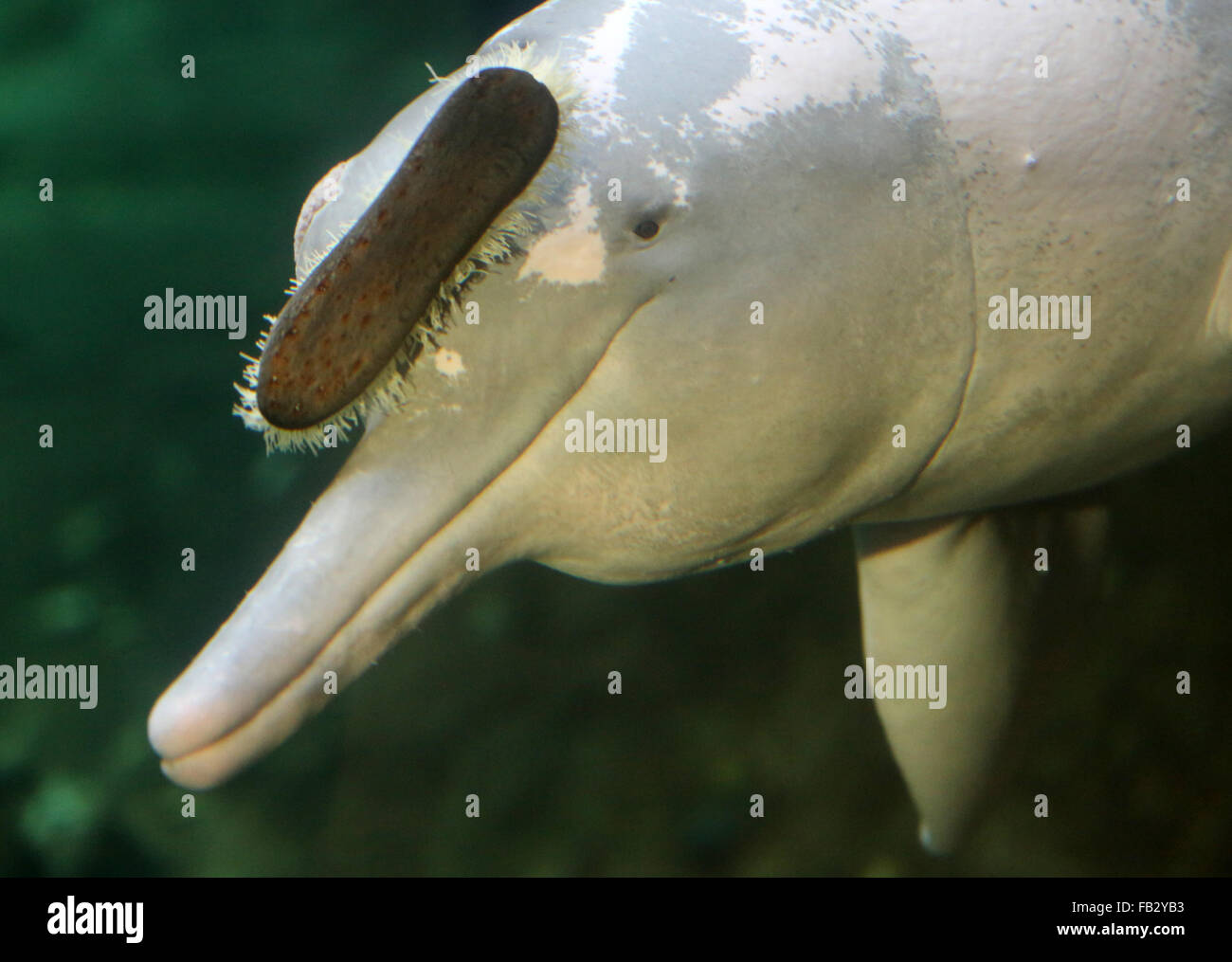 Duisburg, Germany. 8th Jan, 2016. An Amazonia river dolphin plays with ...