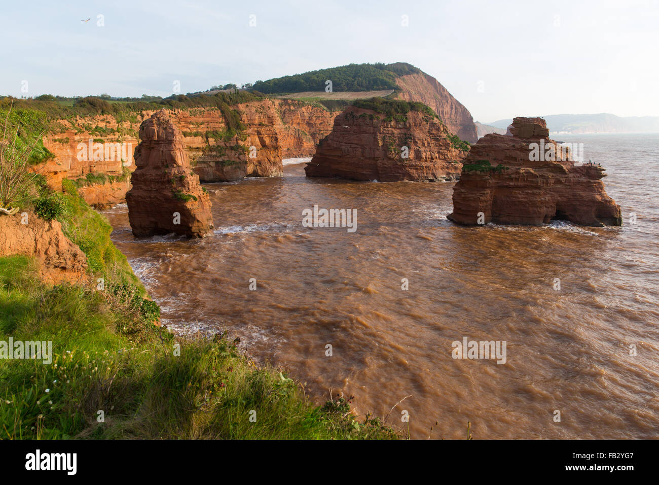 Jurassic Coast sandstone red rock stacks Ladram Bay Devon England UK ...