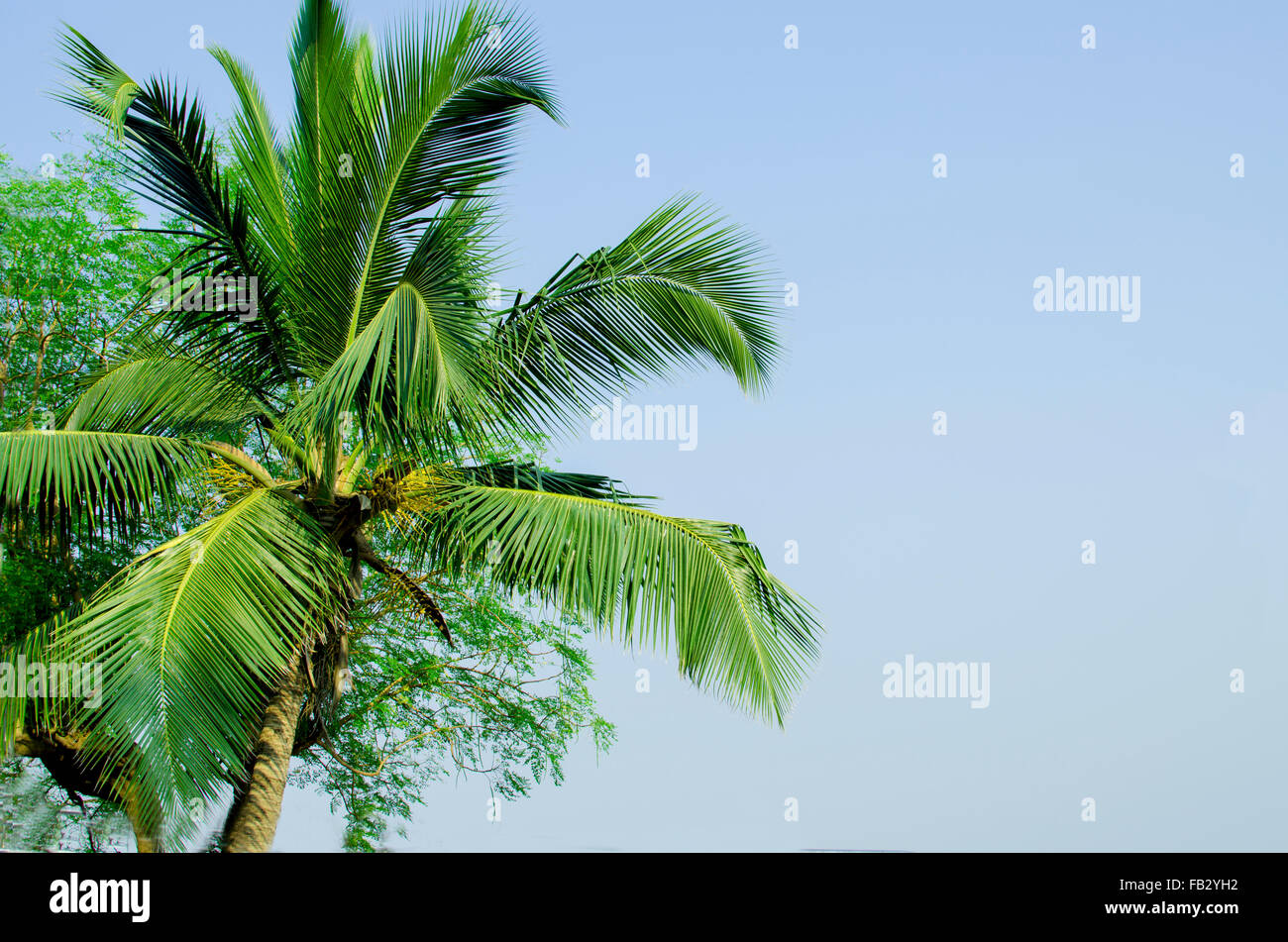 palm grove in India,palm trees,a plant,the nature,a landscape of palm ...