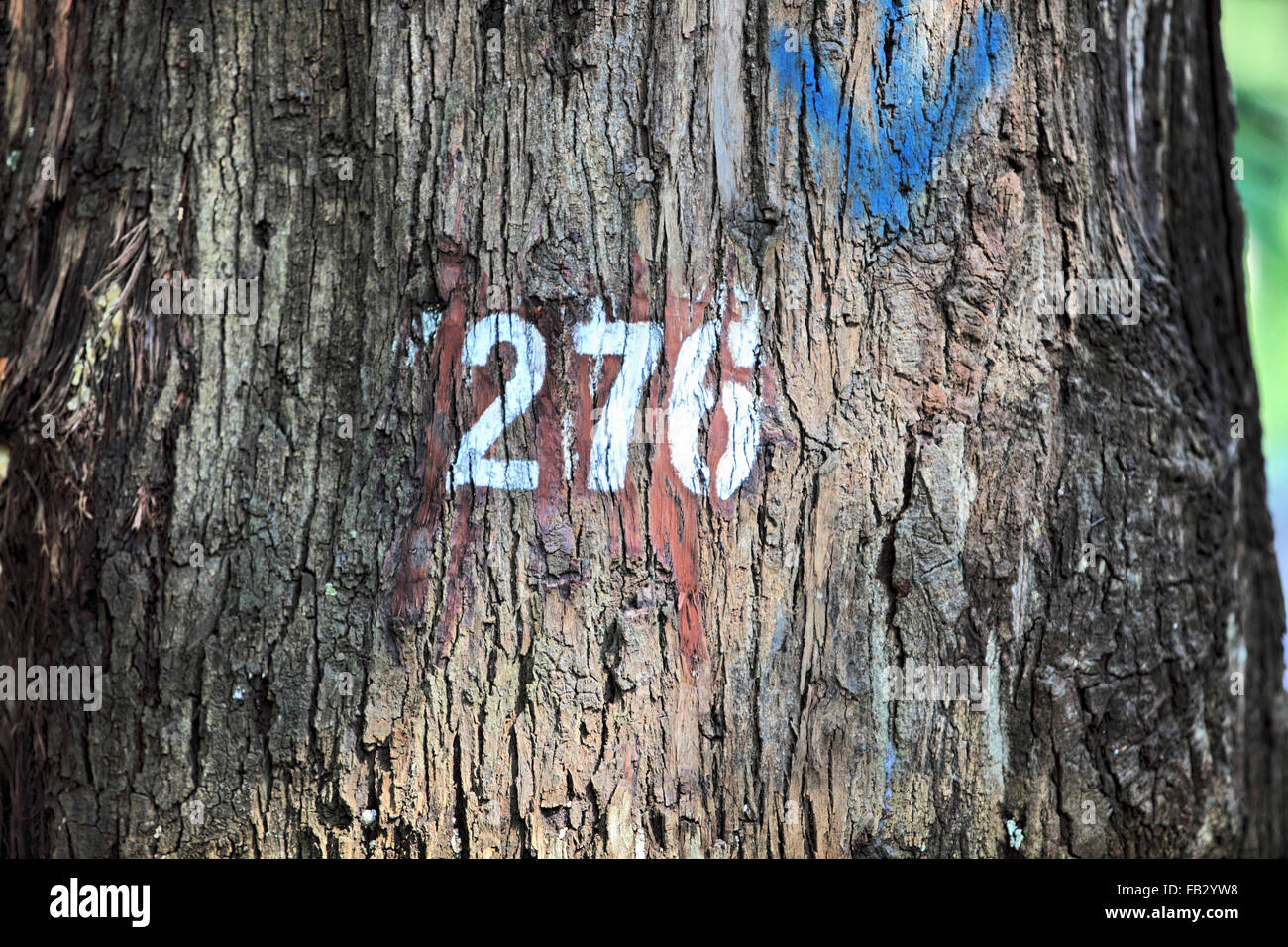 texture of the tree with number Stock Photo - Alamy