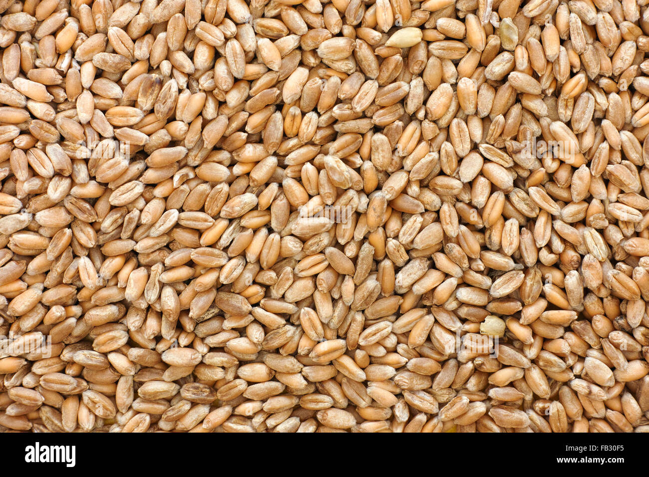 Whole wheat grain kernels background. Close up Stock Photo - Alamy