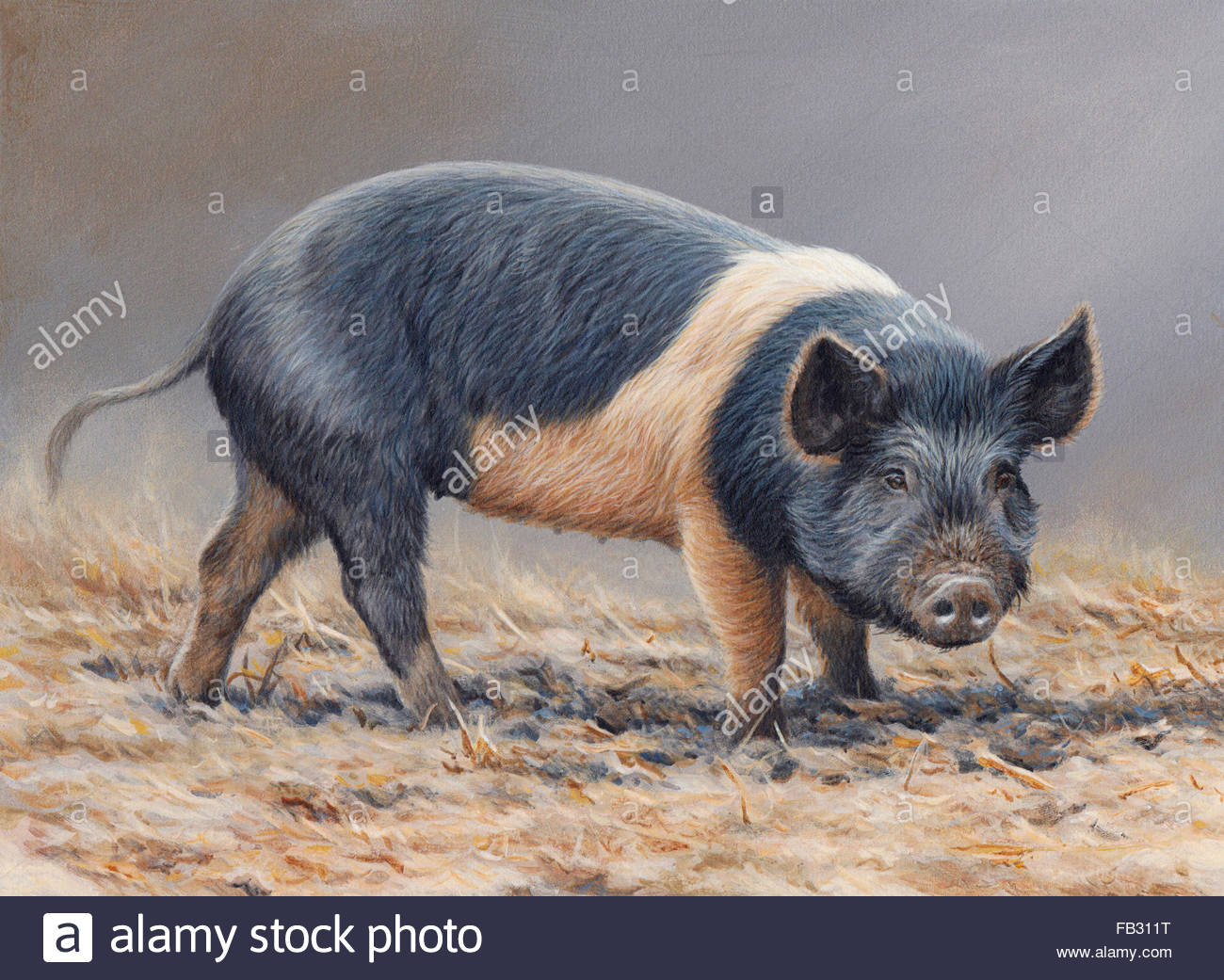 British Saddleback Pig Stock Photos & British Saddleback Pig Stock ...